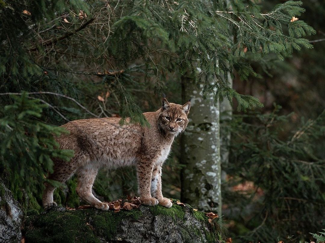 Zasieki na granicy a sprawa rysia - Artykuł - ngo.pl