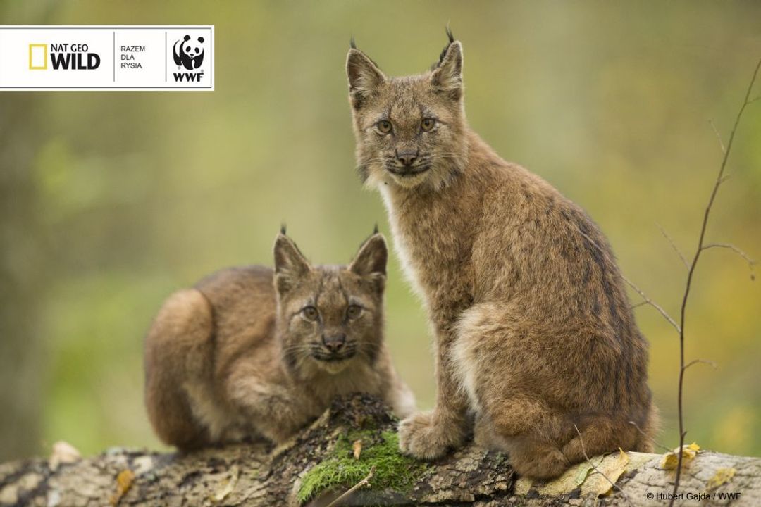 Ratujemy polskie drapieżne koty - Artykuł - ngo.pl