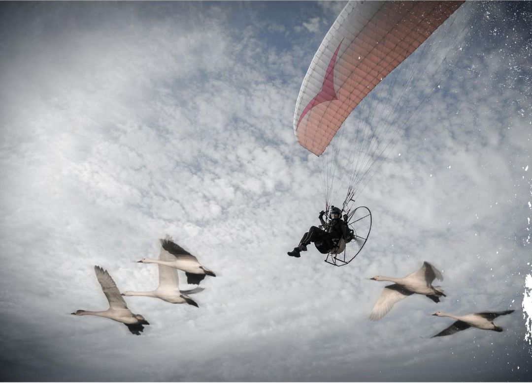 Dopóki śmierć nas nie rozłączy - Artykuł - ngo.pl